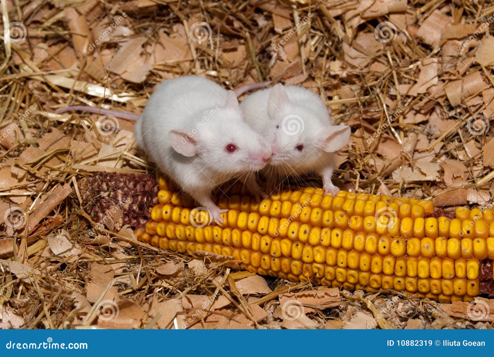 Kissing White Mice stock image. Image of medical, nose - 10882319