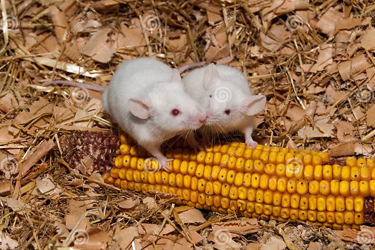 Kissing White Mice stock image. Image of medical, nose - 10882319