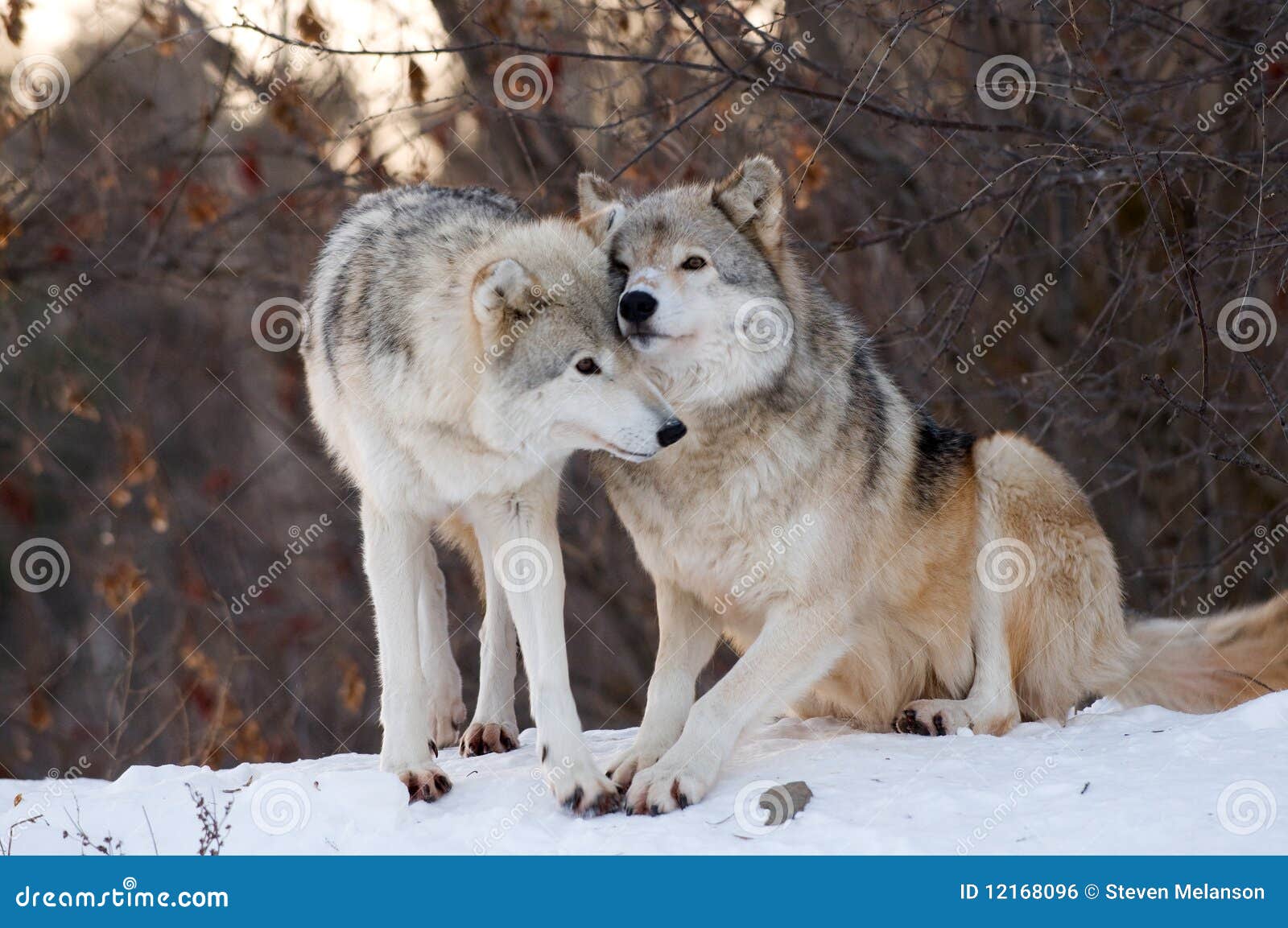 Wolf Kiss