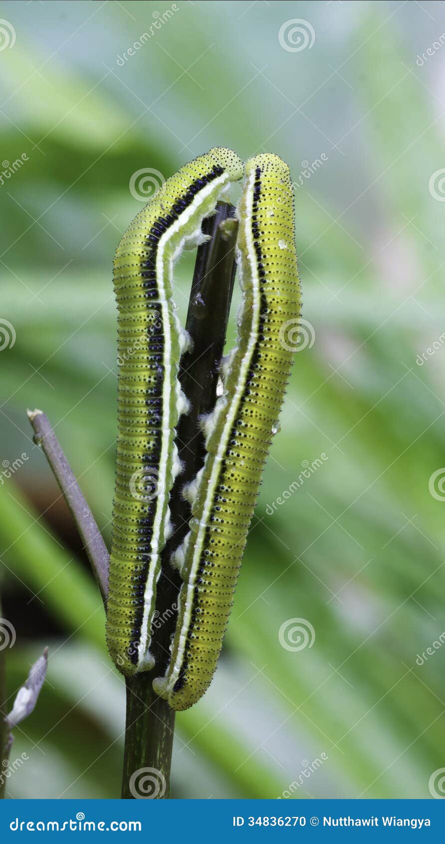 Kissing worm. stock photo. Image of leaf, macro, worms - 34836270