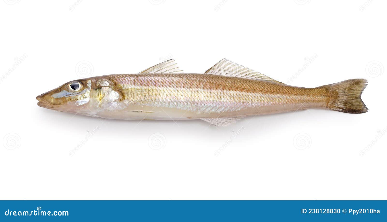 Japanese Whiting-Sillago Japonica Royalty-Free Stock Photo ...