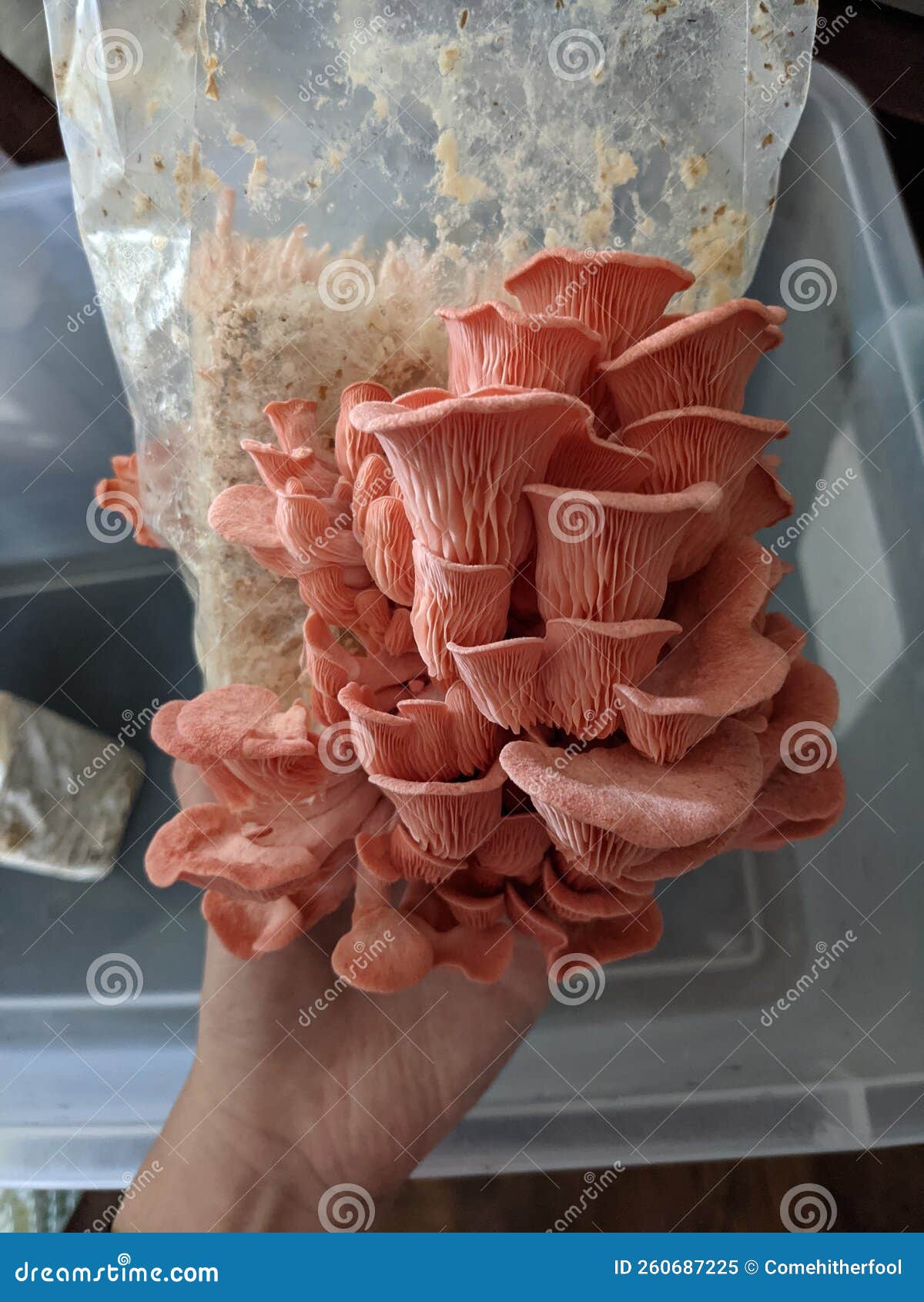 Kit De Cultivo Interior Para Ostras Rosas Imagen de archivo - Imagen de ...