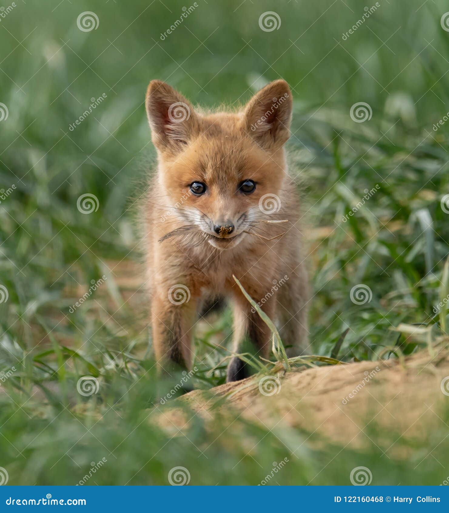 Kit del zorro rojo foto de archivo. Imagen de calvo - 122160468