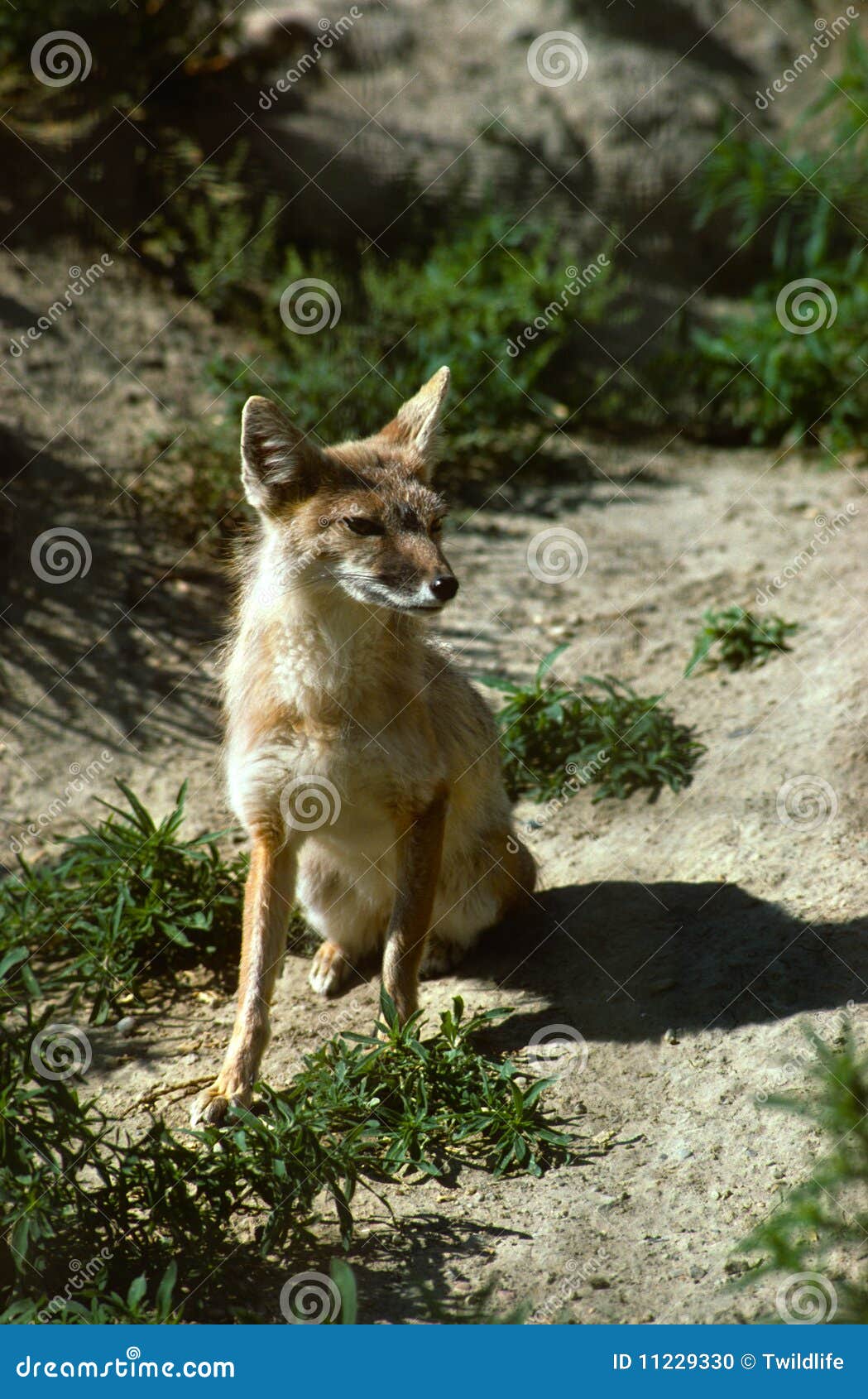 Kit Fox stock photo. Image of small, cute, wildlife, mammal - 11229330