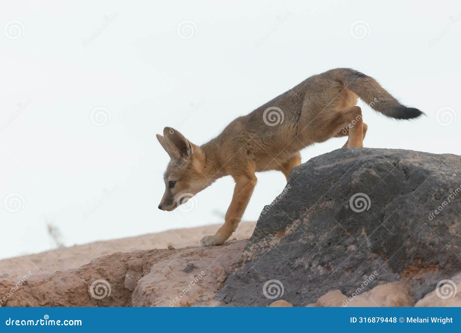 A Young Kit Fox Near the Den Entrance with a Pale Evening Sky in the ...