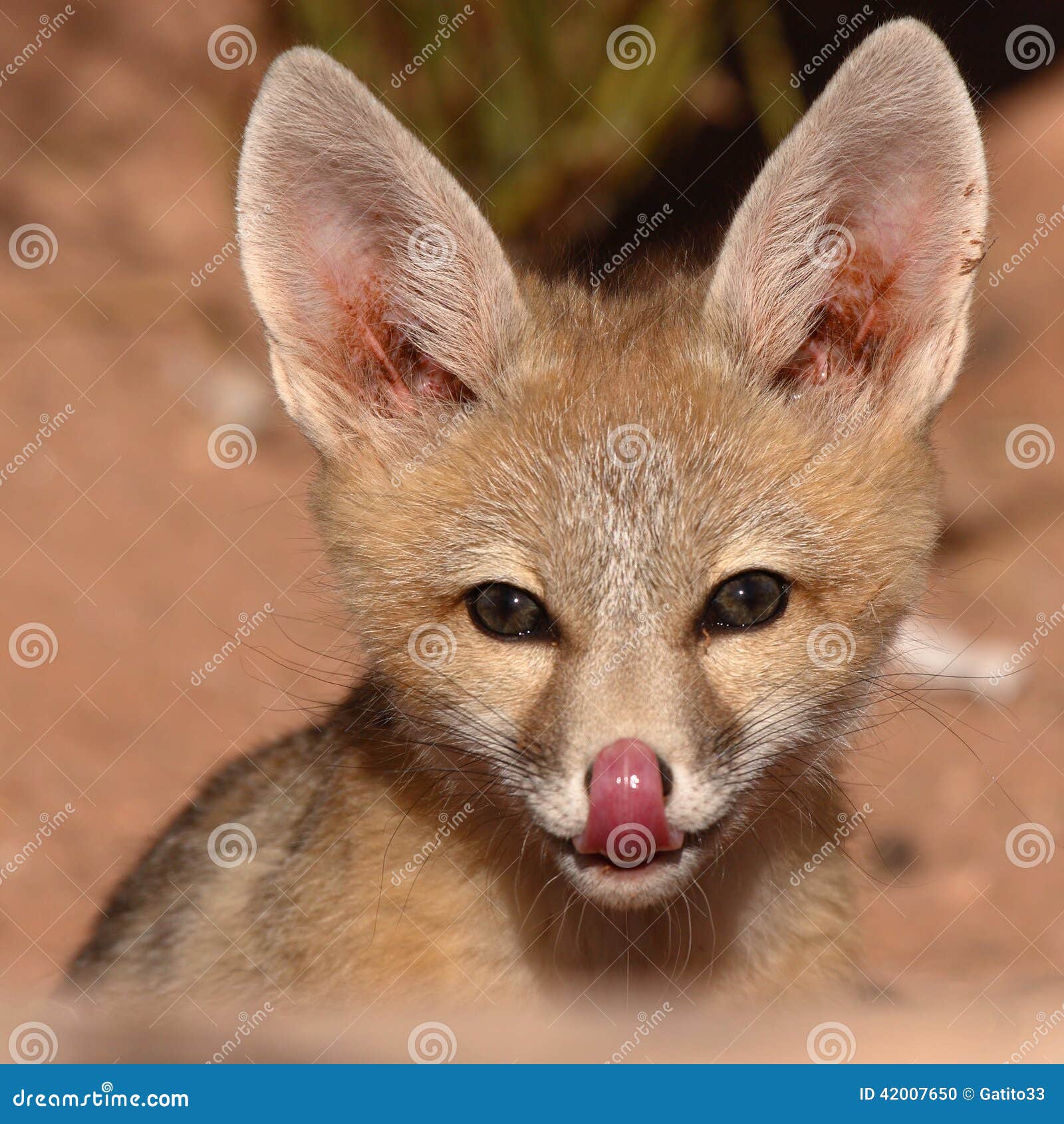 Kit Fox Playful stock photo. Image of utah, natural, desert - 42007650