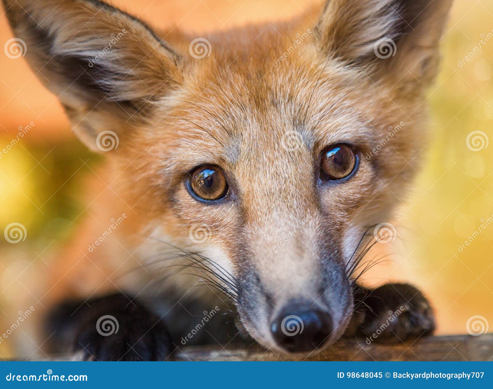 Kit Fox Portrait stock image. Image of natural, canine - 98648045