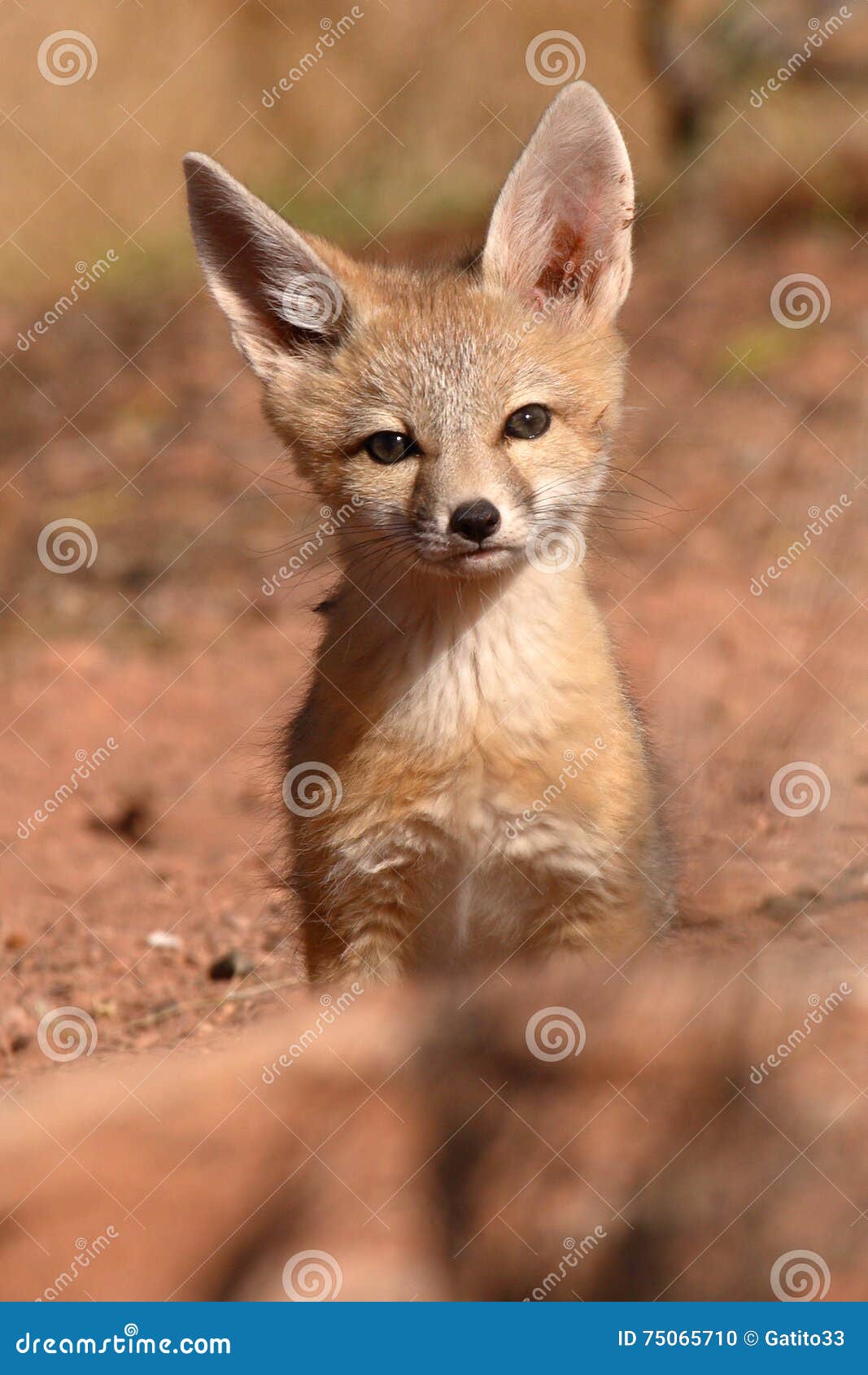 Kit Fox Pup Alone stock photo. Image of animal, wild - 75065710