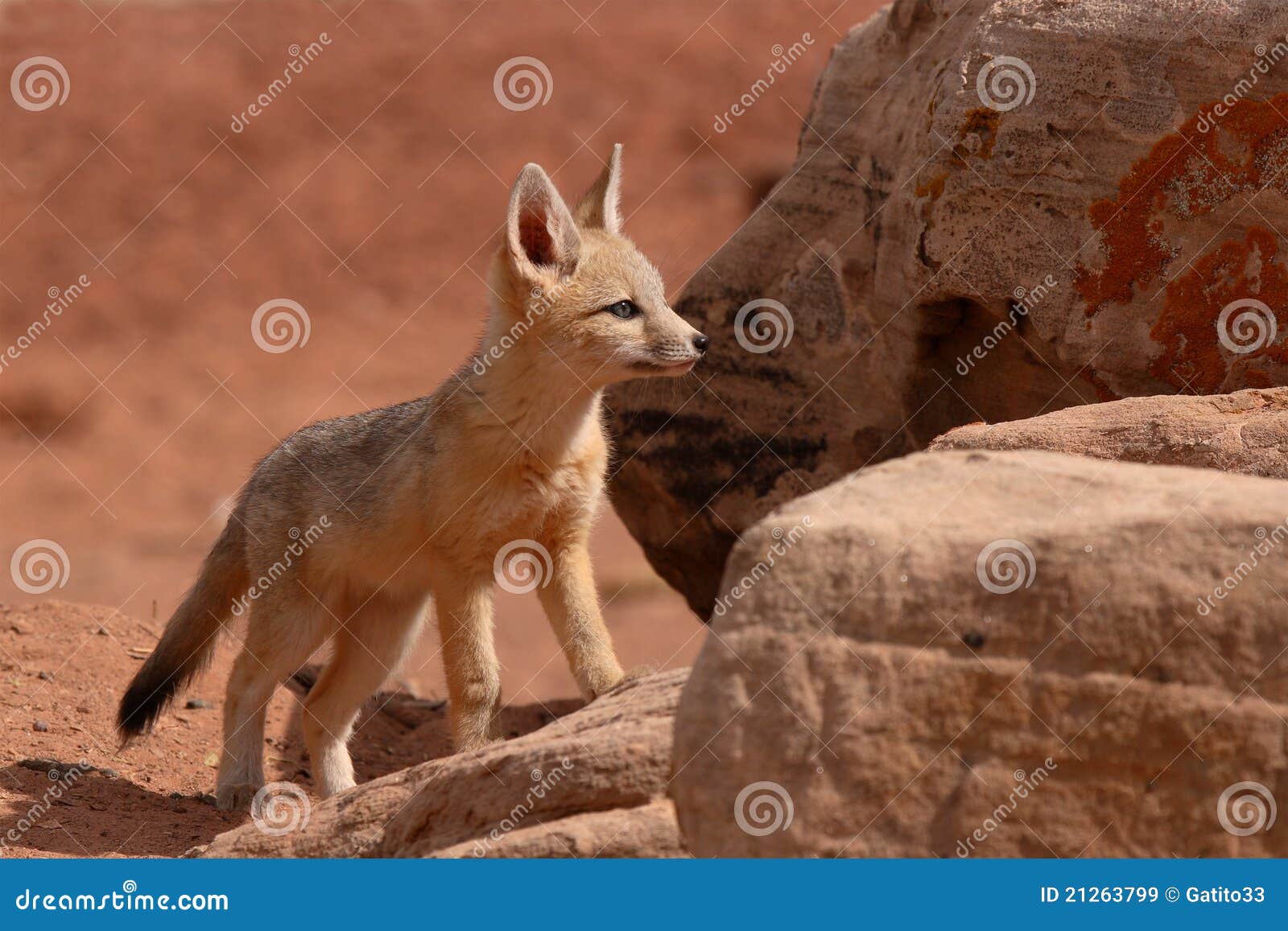 Kit Fox Puppy on the Rocks stock image. Image of wildlife - 21263799