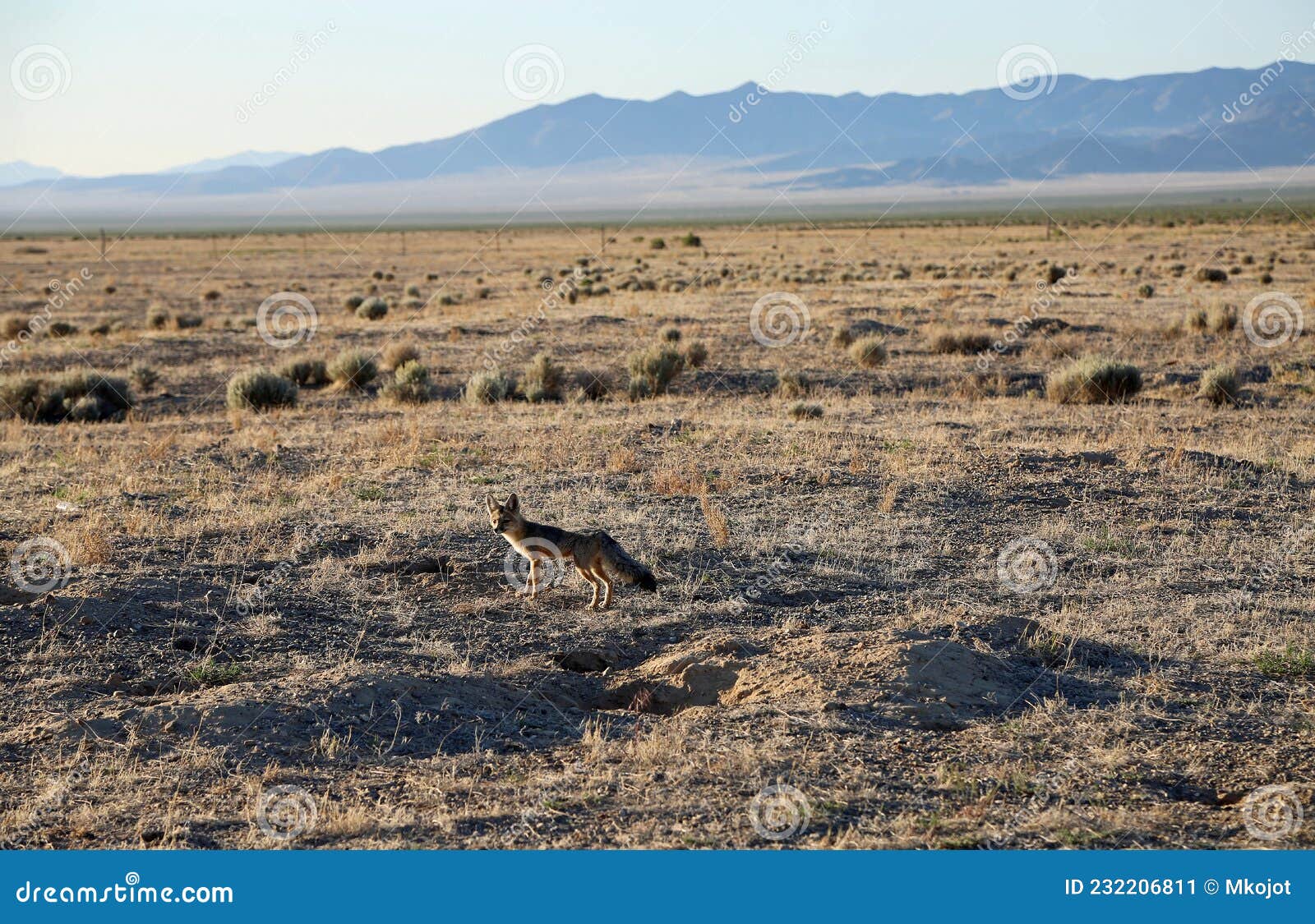 Kit fox silhouette stock image. Image of tourism, outdoors - 232206811