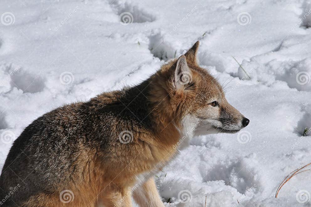Kit Fox in the Snow stock photo. Image of rural, snowy - 64001328