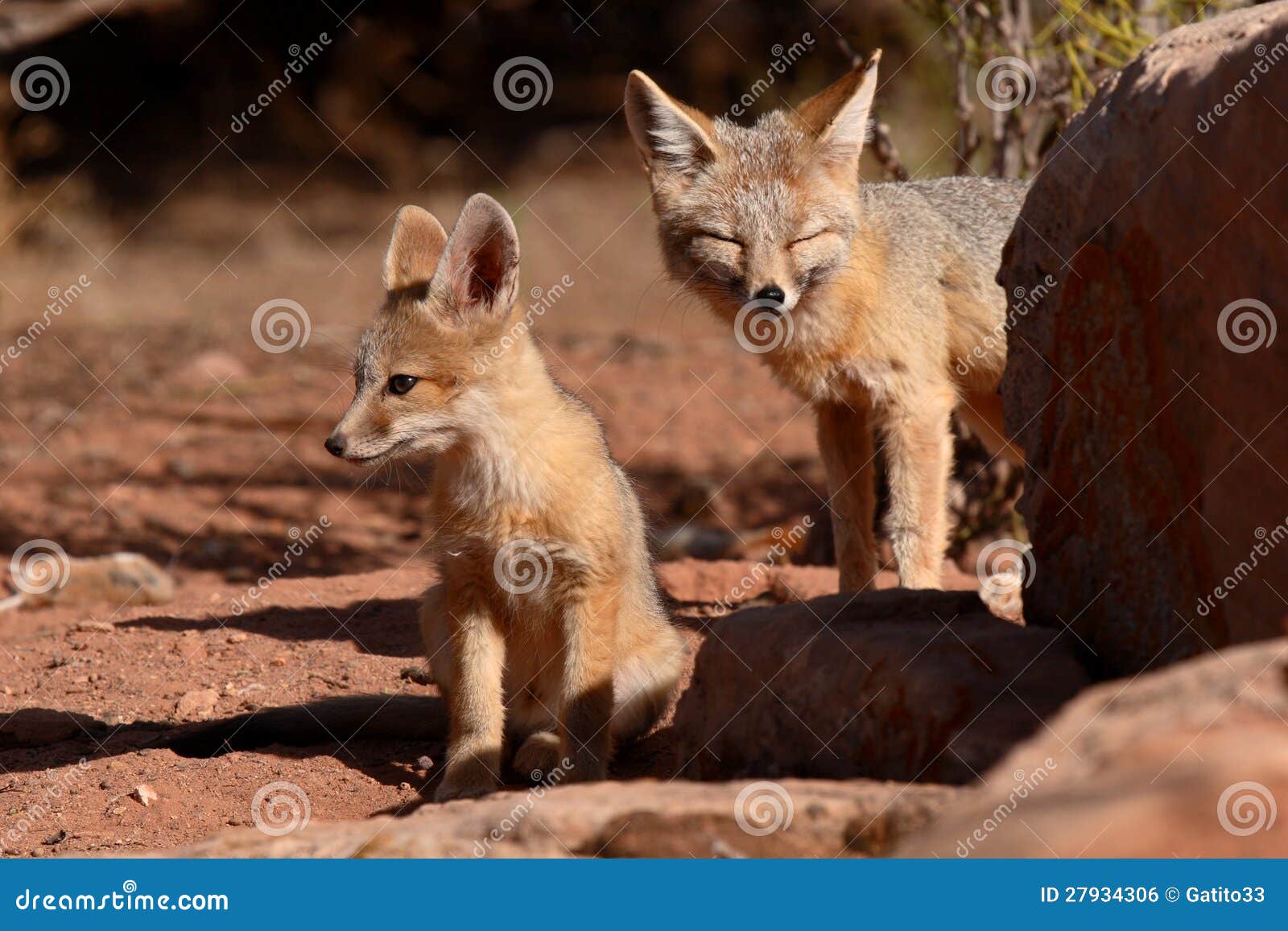 Kit Foxes Outside Den photo stock. Image du renard, carnassier - 27934306