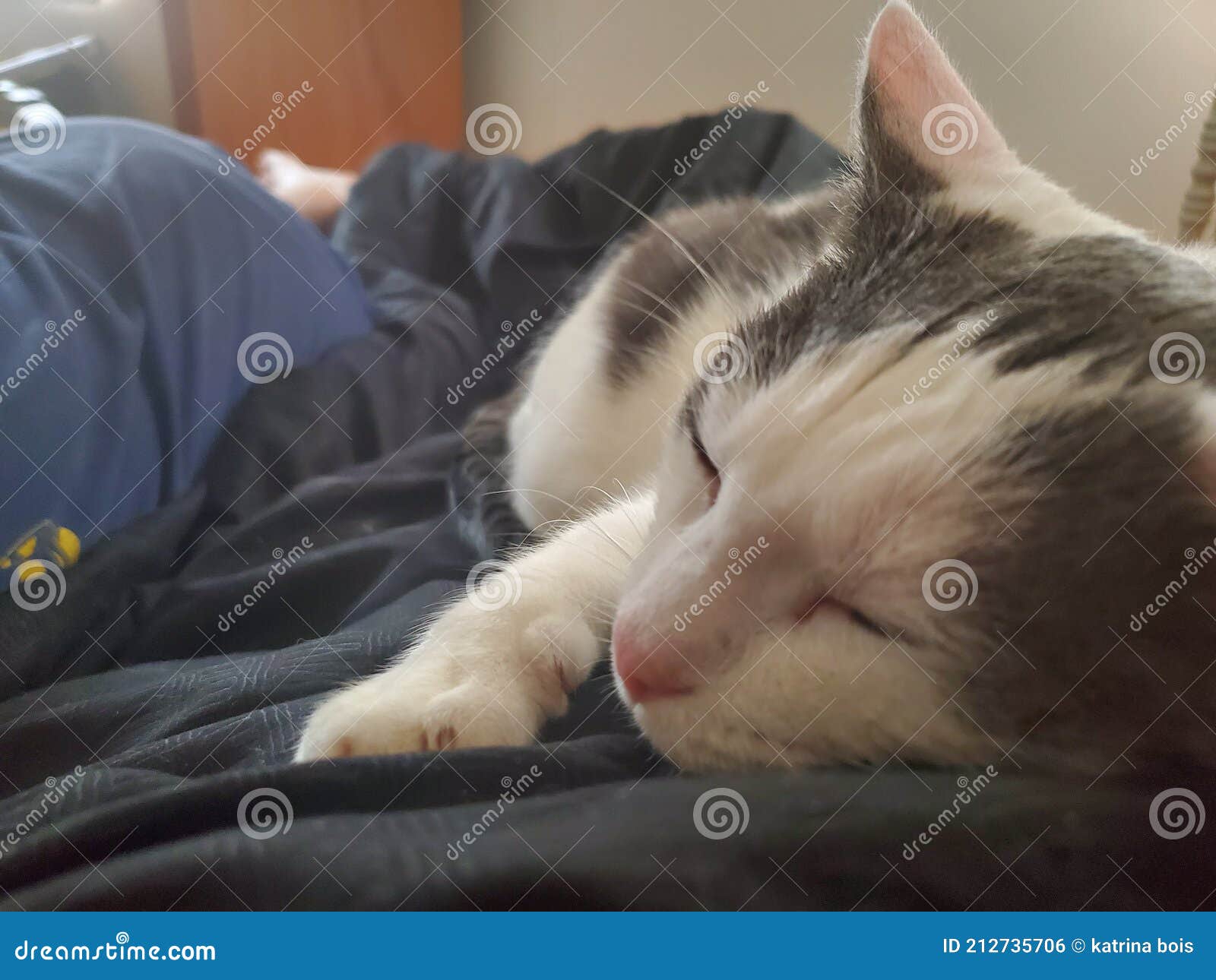 Kit kat dort paisiblement photo stock. Image du paisible - 212735706