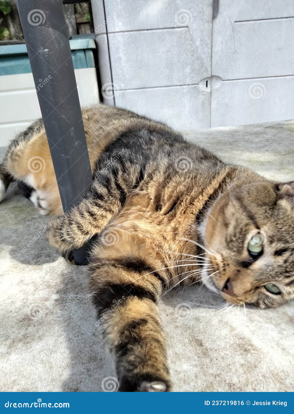 Kit-kat kitty posing stock photo. Image of posing, gorgeous - 237219816