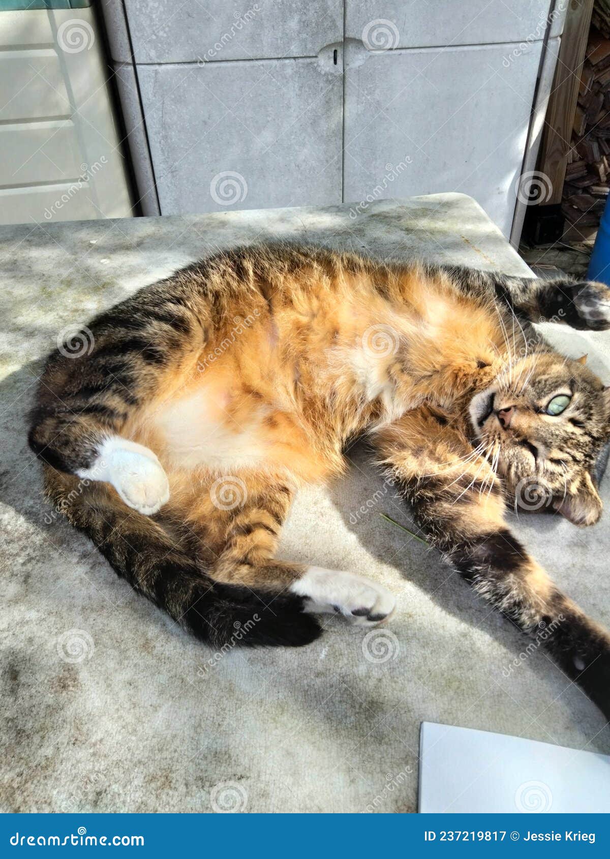 Kit-kat kitty posing stock image. Image of kitkat, beautiful - 237219817