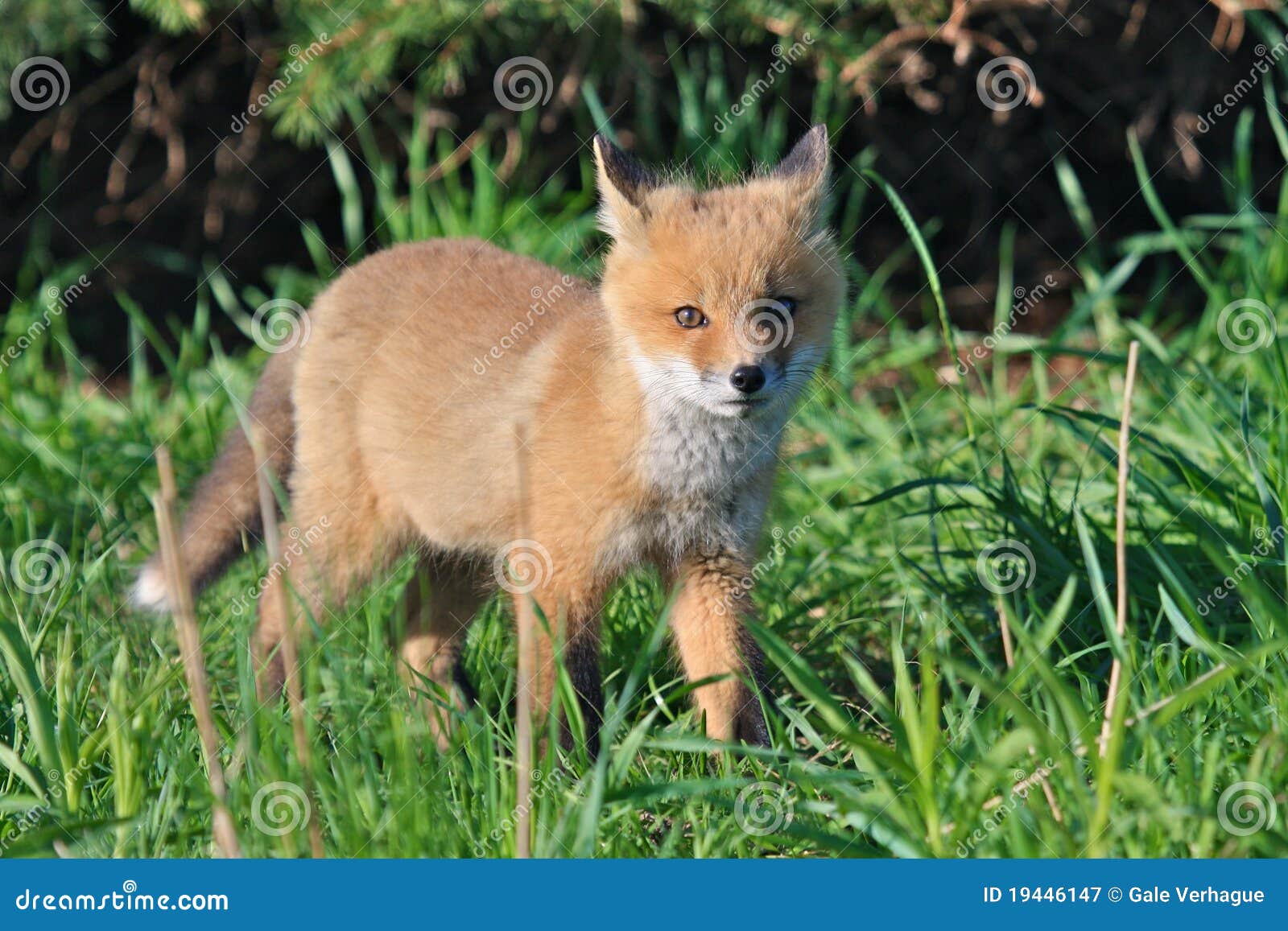 Kit sauvage de Fox rouge image stock. Image du carnassier - 19446147