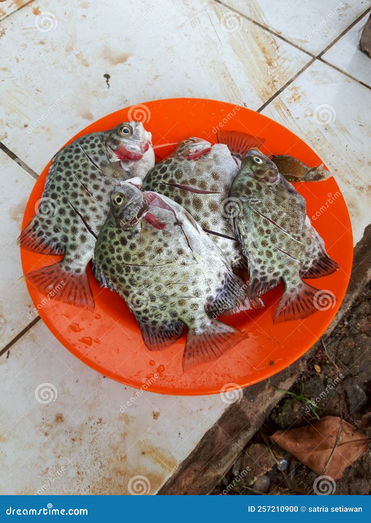 Kitang fish before cooking stock photo. Image of meat - 257210900