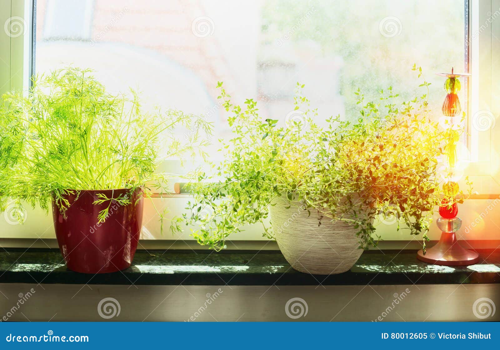 1,152 Herbs Window Pot Stock Photos - Free & Royalty-Free Stock Photos ...