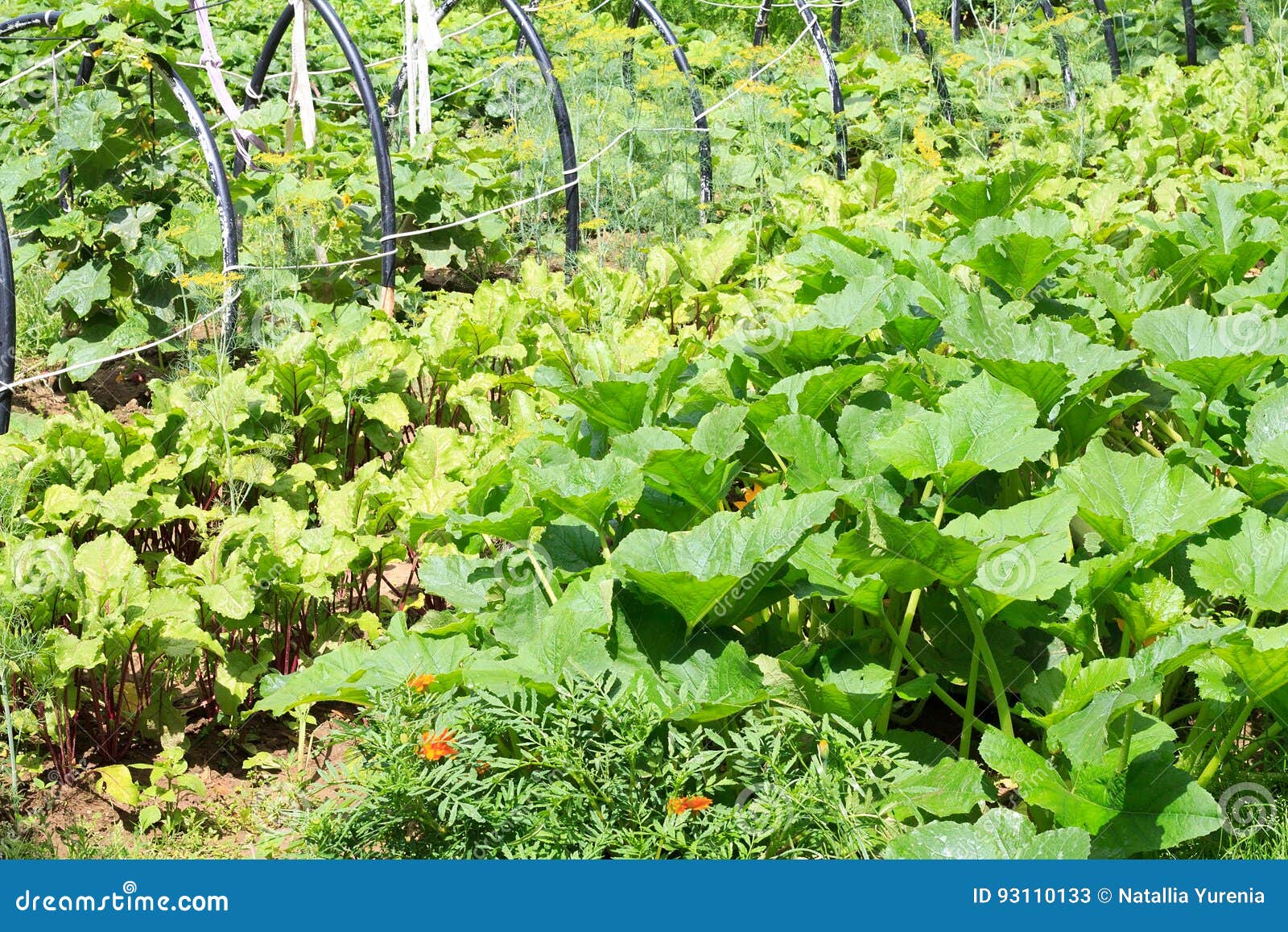 Kitchen garden stock image. Image of garden, growth, horticulture ...
