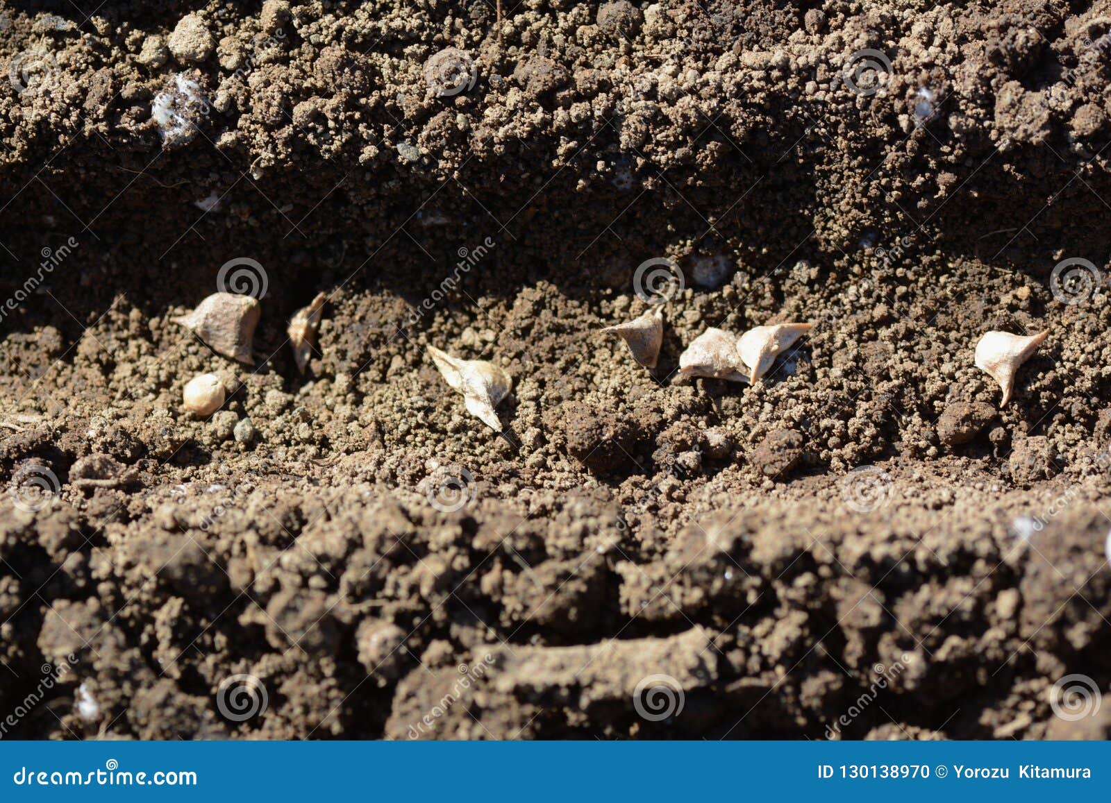 Sowing and Germination of Spinach Stock Photo - Image of healthy ...
