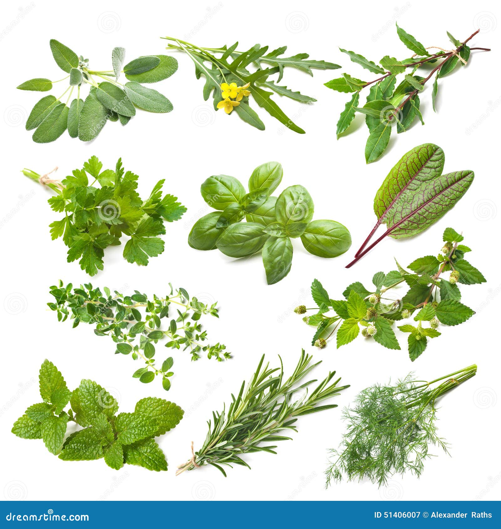 Kitchen herbs collection stock image. Image of closeup - 51406007
