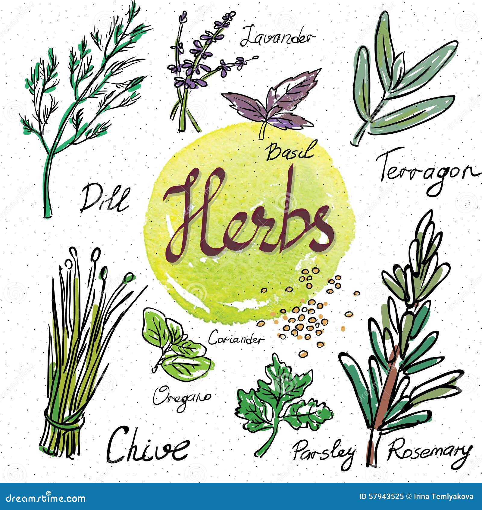Kitchen Herbs and Spices. Hand Drawn Sketch Icons Stock Vector ... Kitchen Herbs and Spices. Hand Drawn Sketch Icons Stock Vector ...