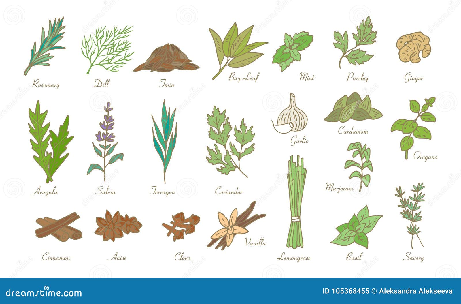 Kitchen Herbs and Spices, Vector Doodle Sketch Stock Vector ...
