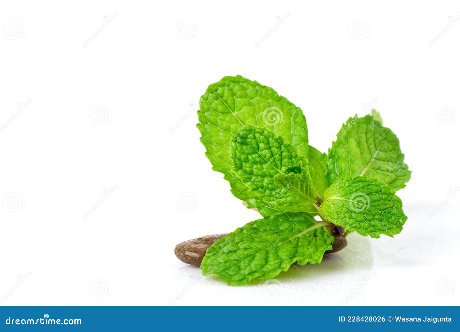 Kitchen Mint or Marsh Mint Green Leaves Isolated on White Background ...
