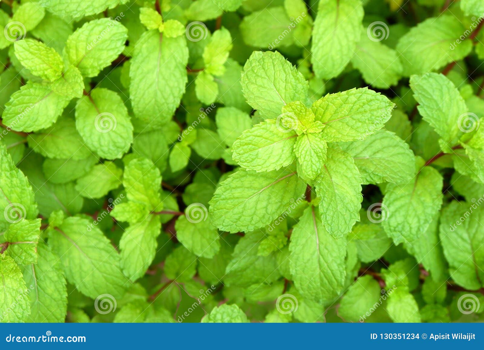 Kitchen Mint or Marsh Mint Herb Plant. Stock Photo - Image of field ...