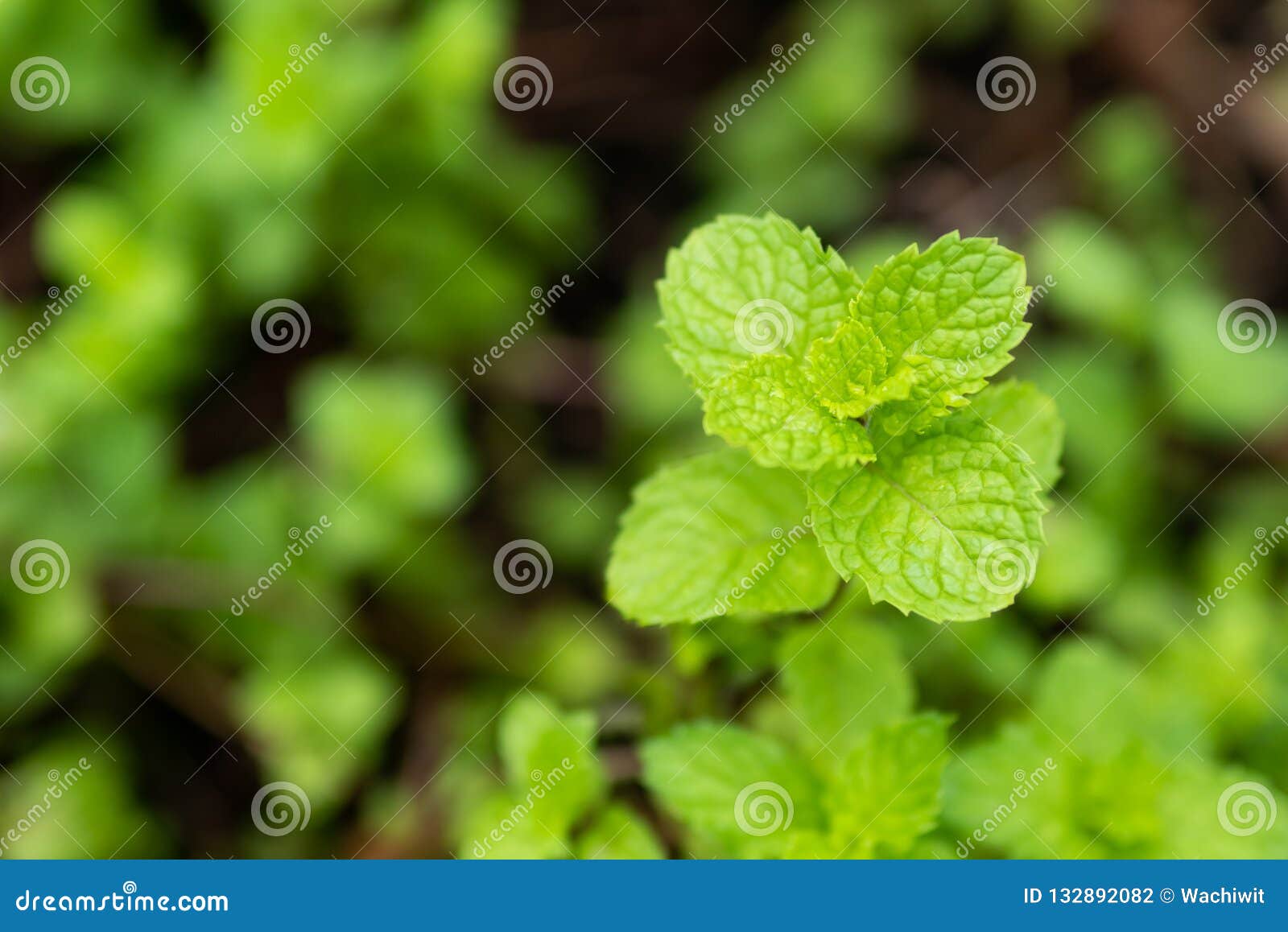 Kitchen Mint or Marsh Mint stock photo. Image of peppermint - 132892082