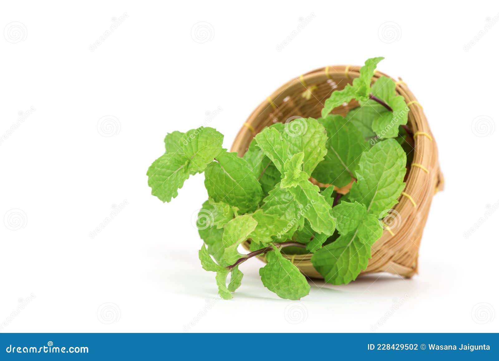 Kitchen Mint, Marsh Mint or Melissa Officinalis Trees Isolated on White ...