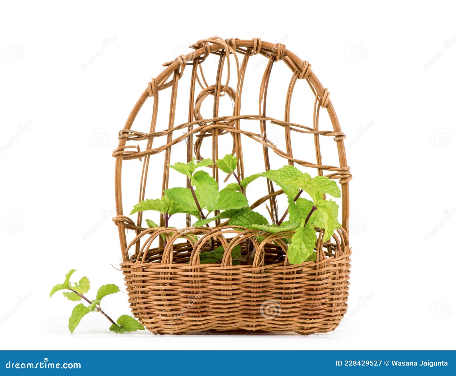 Kitchen Mint, Marsh Mint or Melissa Officinalis Trees Isolated on White ...