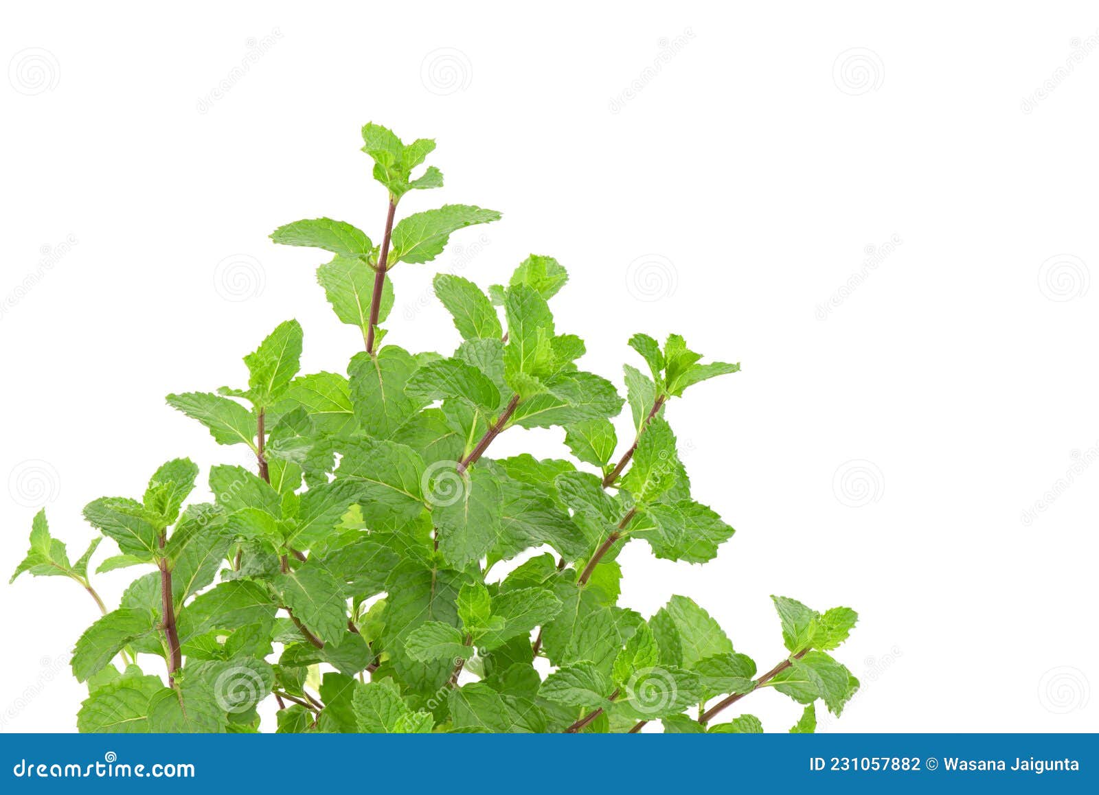 Kitchen Mint, Marsh Mint or Melissa Officinalis Trees Isolated on White ...