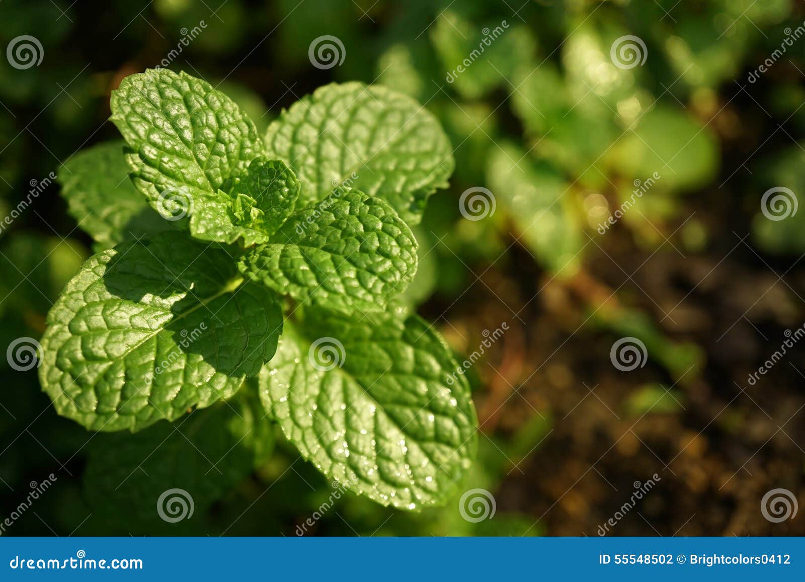 Kitchen Mint Leaf Isolated On White Background. Green Peppermint ...