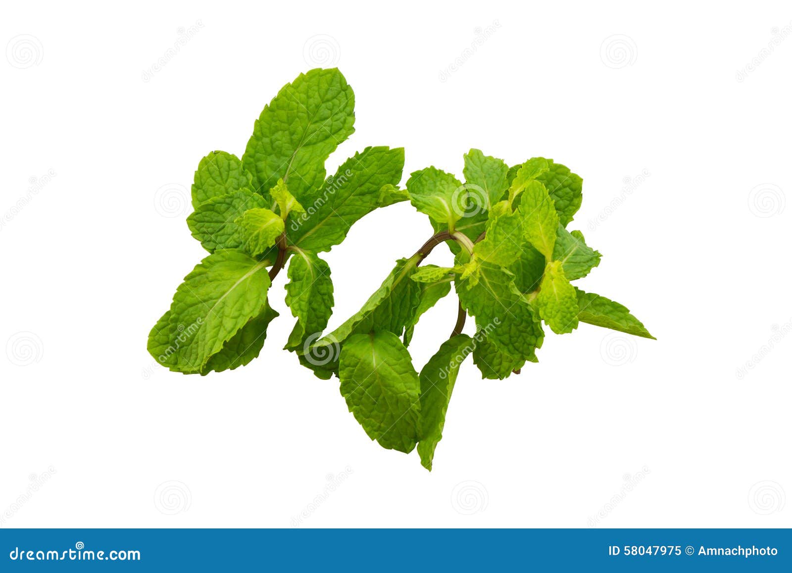 Kitchen Mint or Marsh Mint. Stock Image - Image of aromatic, closeup ...