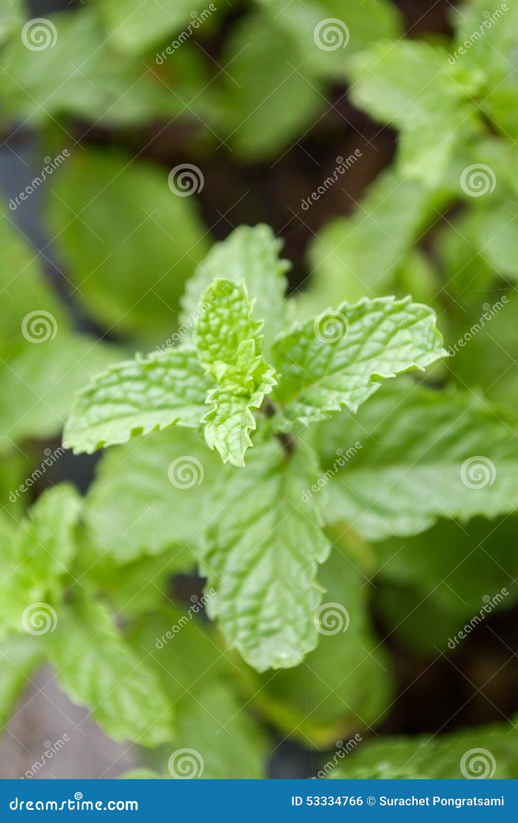 Kitchen mint tree stock photo. Image of fresh, nature - 53334766