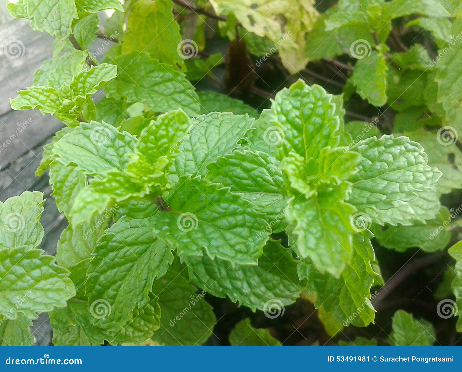 Kitchen mint tree stock image. Image of ground, marsh - 53491981