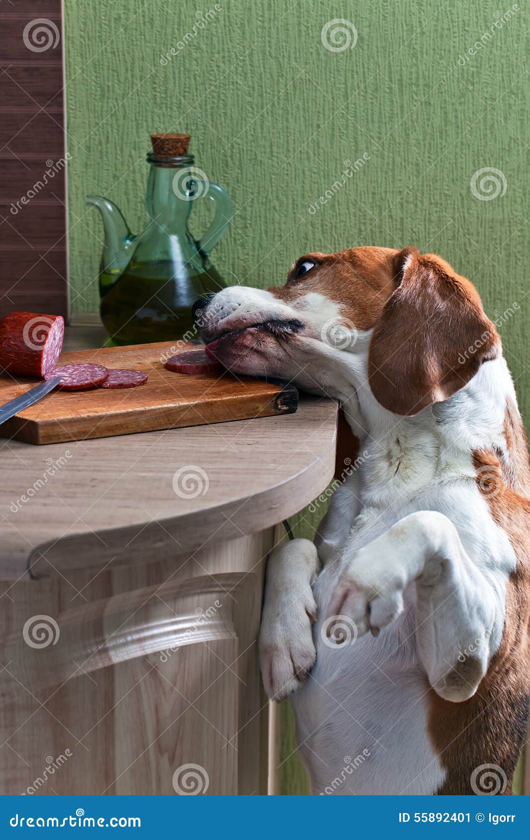 Kitchen pilferer stock image. Image of hound, humor, mouth - 55892401