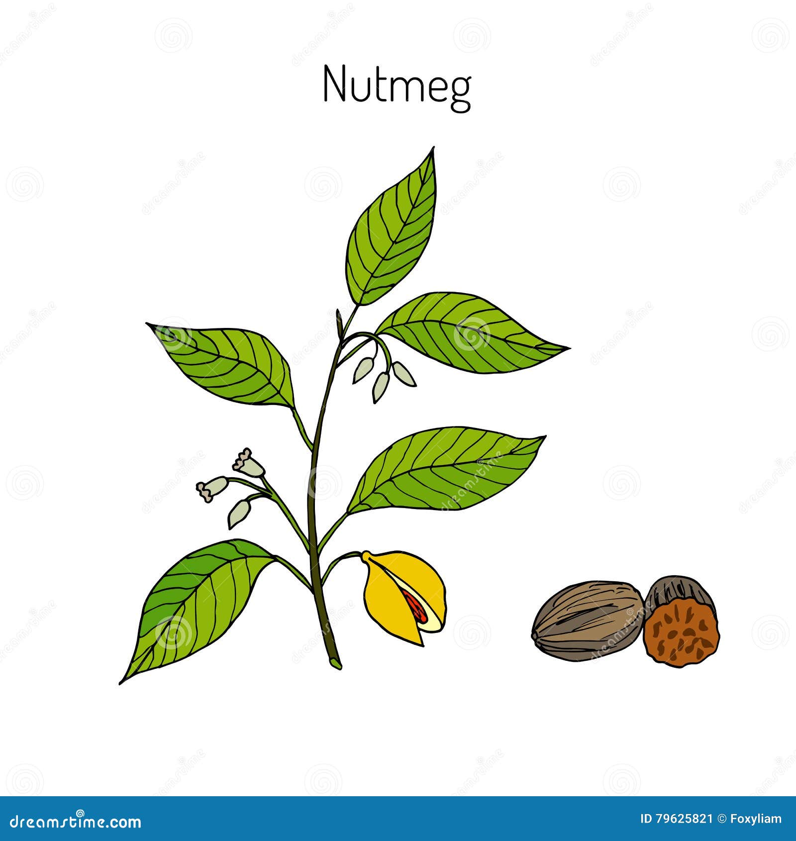 Kitchen spices. Nutmeg stock vector. Illustration of group - 79625821