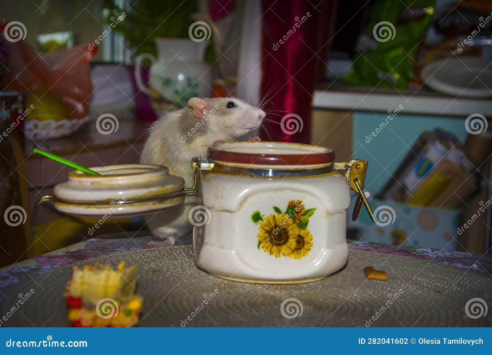 In the Kitchen, on the Table, a Small White Mouse Peeks into the Sugar ...
