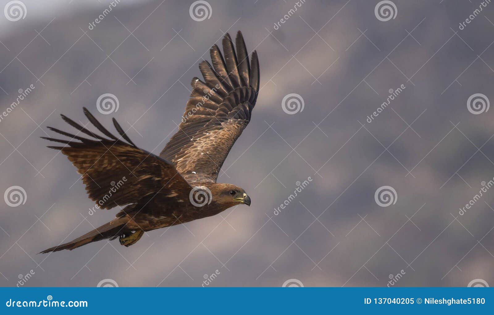 Kite bird in flight stock image. Image of kite, bird - 137040205