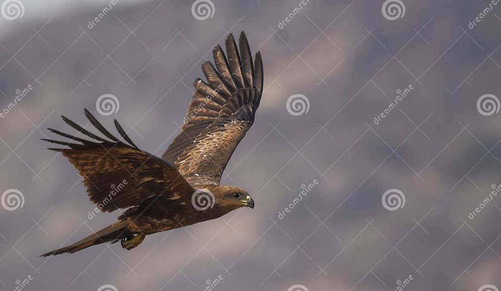 Kite bird in flight stock image. Image of kite, bird - 137040205