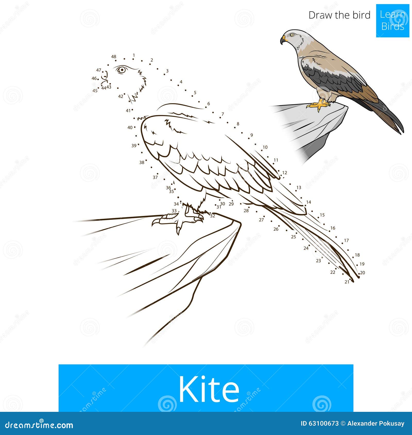 Kite Bird Drawing