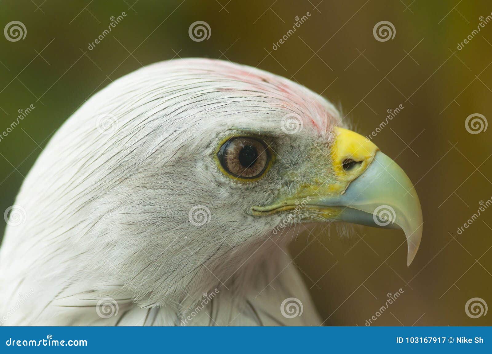 Kite Bird stock image. Image of flight, feathers, eyes - 103167917