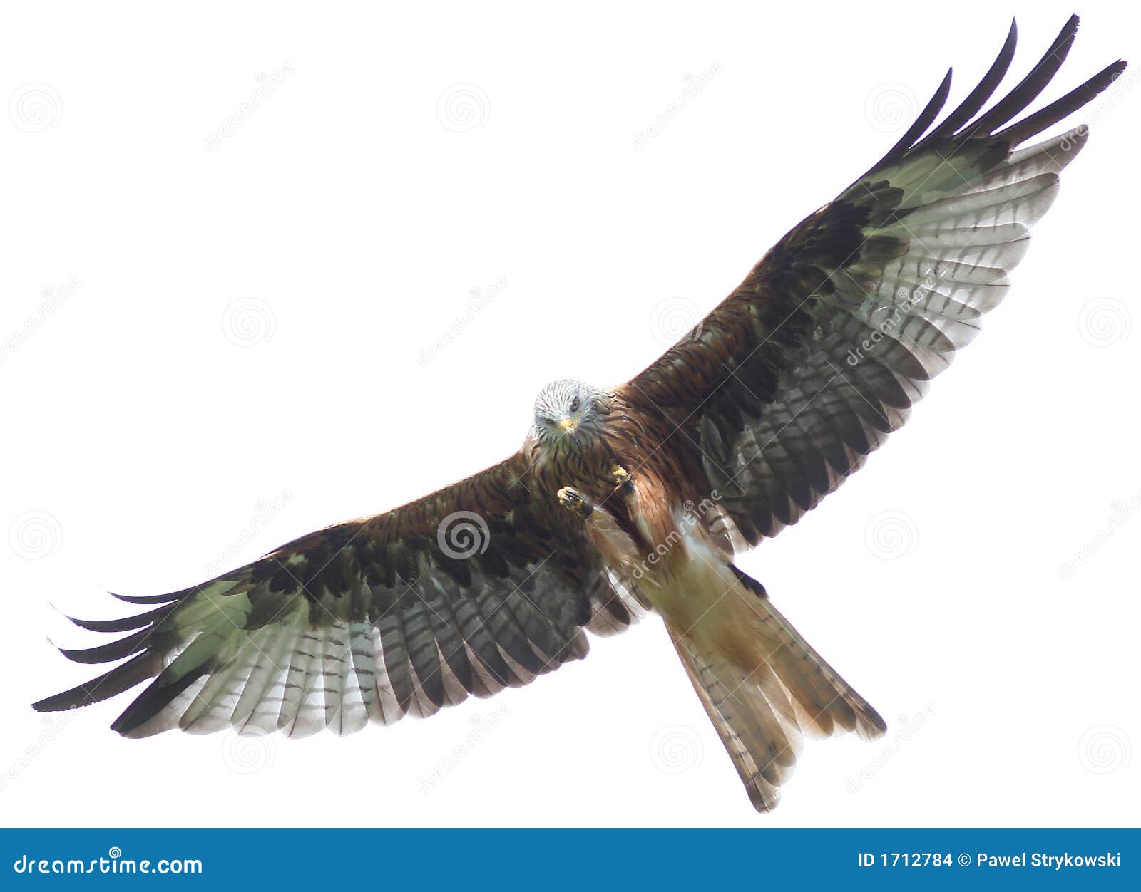 2,093 Kite Head Stock Photos - Free & Royalty-Free Stock Photos from ...