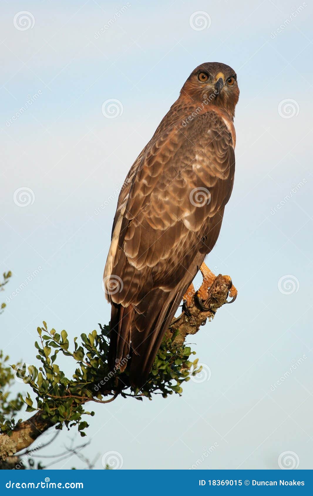 Kite Bird of Prey stock image. Image of gaze, brown, eagle - 18369015