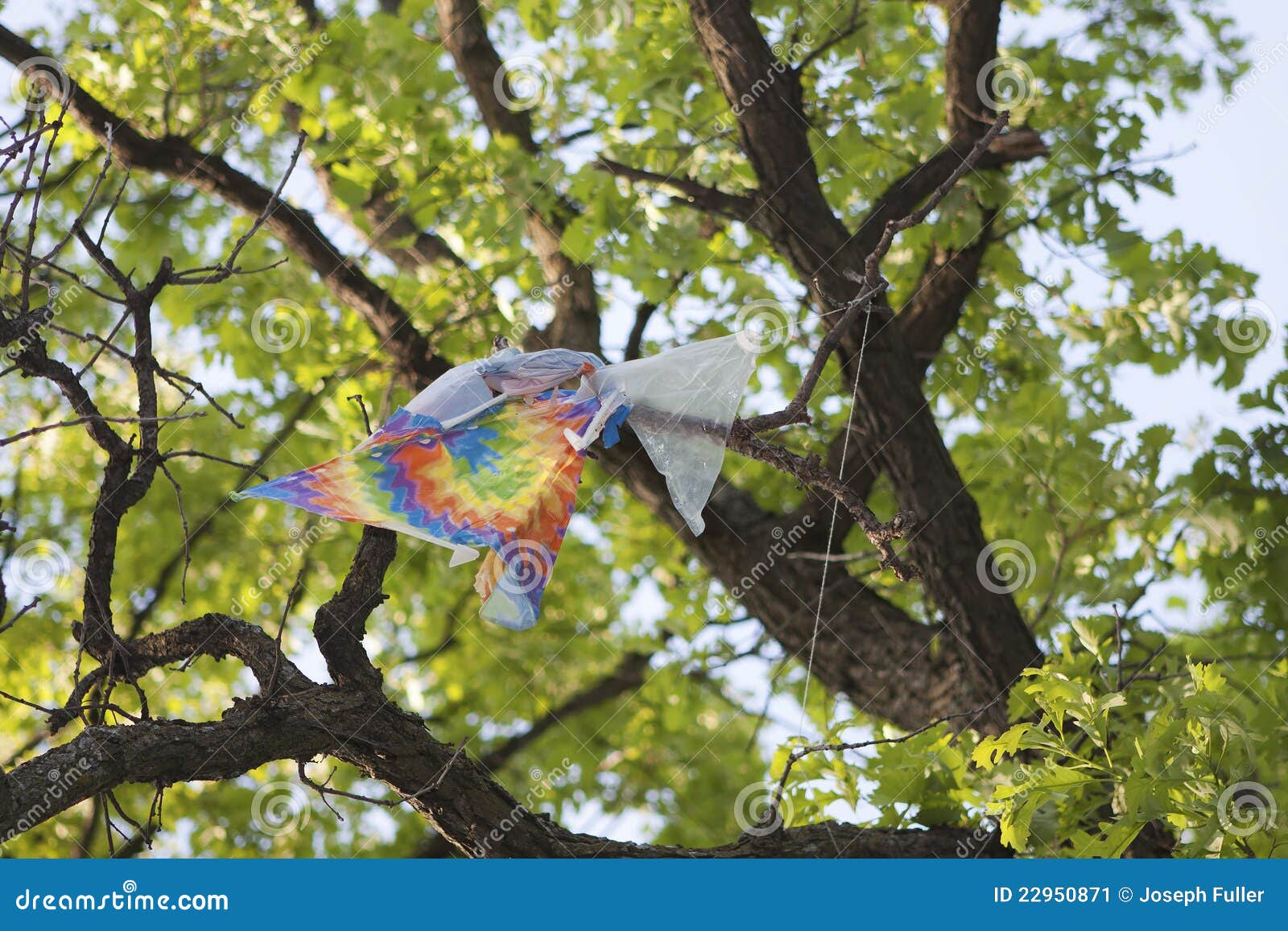 Kite Caught In A Tree Stock Image - Image: 22950871 Kite Caught In A Tree Stock Image - Image: 22950871