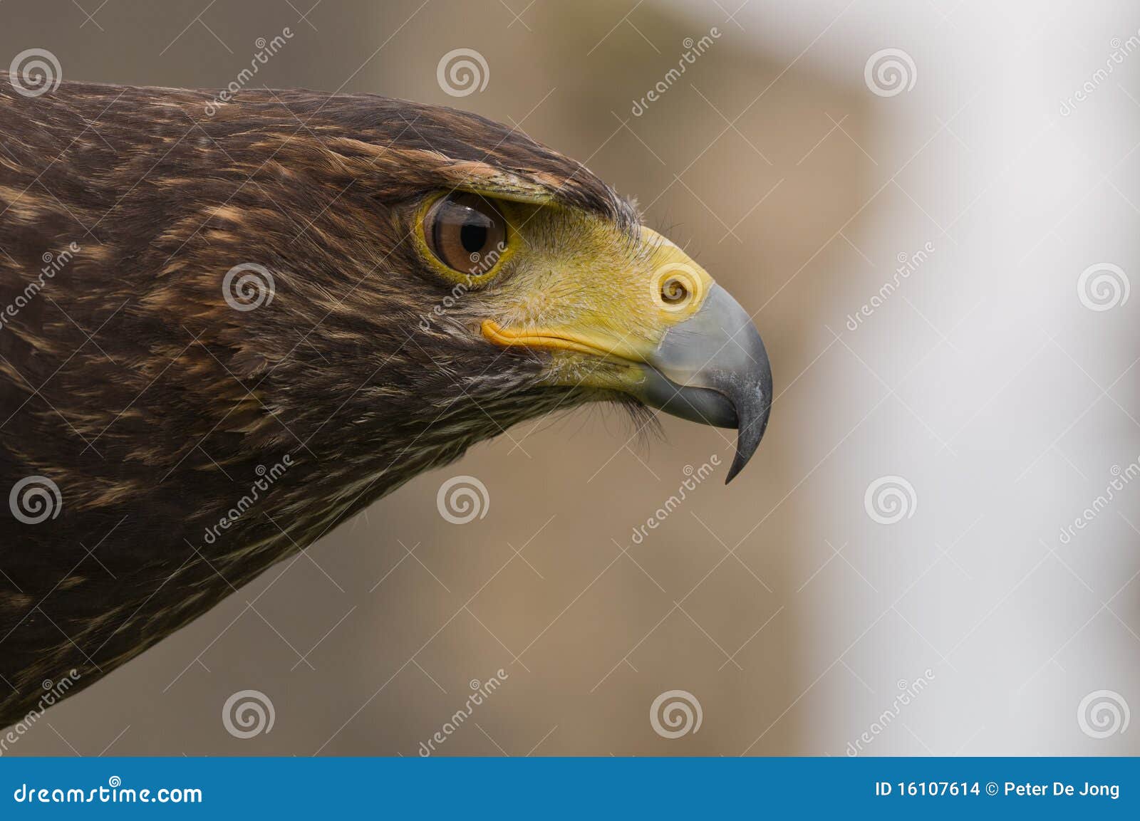 Kite close-up stock photo. Image of portrait, fierce - 16107614