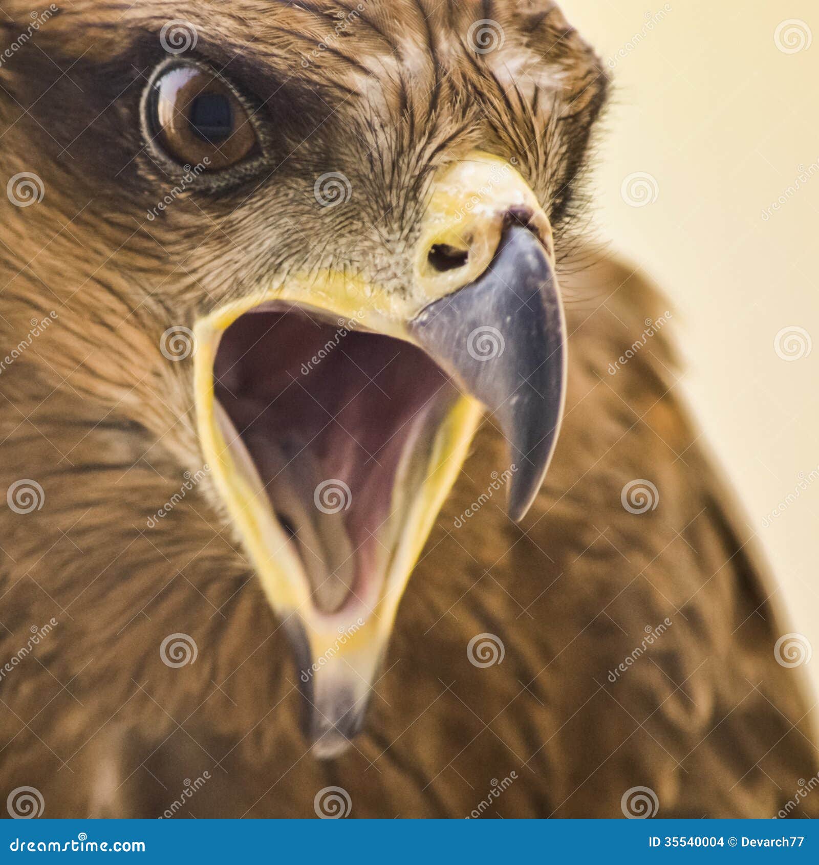 Kite - Eagle stock photo. Image of falcon, closeup, beak - 35540004