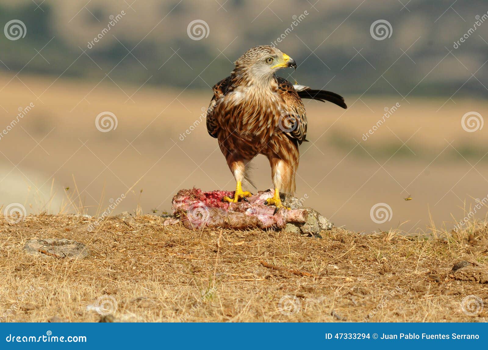 Kite Eating Carrion in the Field Stock Photo - Image of rapaces, feros ...